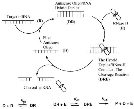 Rnase H Rnase H Swift Analytical