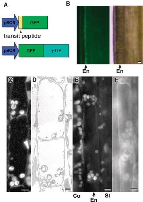 Visualization Of Organelle Dynamics In The Endodermis Download Scientific Diagram