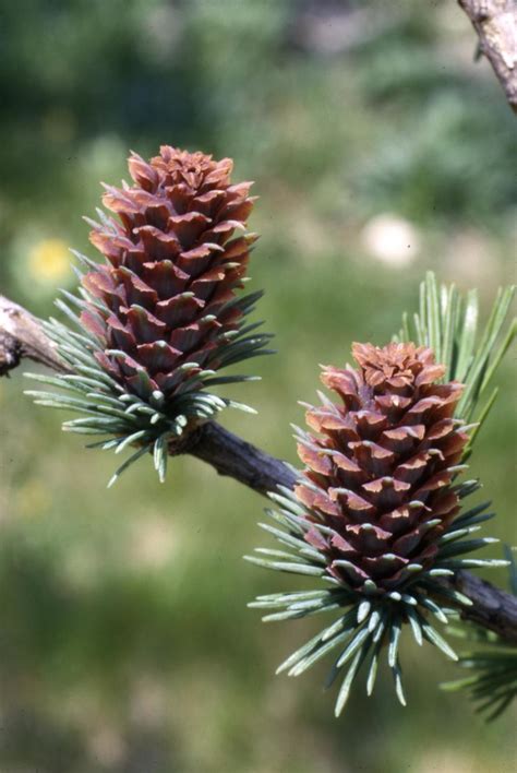 Balsam Fir Tree Identification