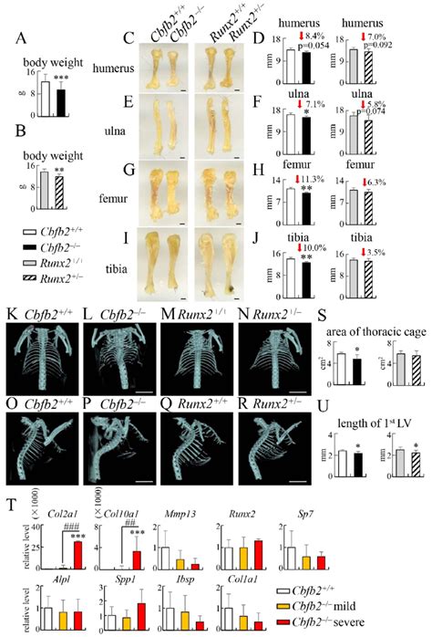 the development of limb bones ribs and vertebrae in cbfb2 and runx2