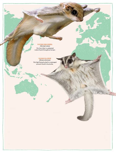 Sugar Gliders And Flying Squirrels Differences
