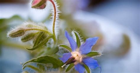 Olivia Parker Biography Robert Klein Gallery