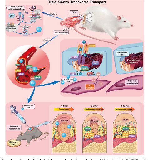 Figure 6 From Tibial Cortex Transverse Transport Regulates Orai1stim1