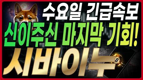 시바이누 신이주신 마지막 기회 수요일 긴급속보 리플도지코인비트코인 Youtube