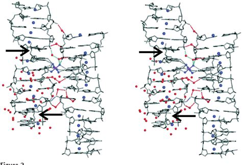 Figure 2 From Structure Of D Tgcgcg D Cgcgca In Two Crystal Forms Effect Of Sequence And