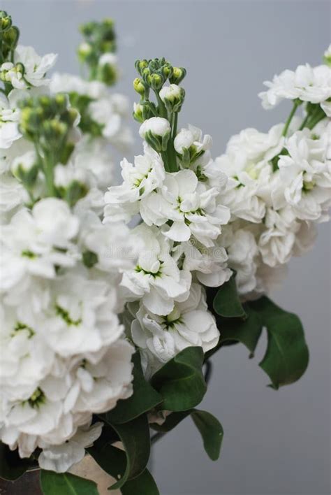 Beautifull Floral Background Mathiola White Flowers Spring Easter Or Gardening Concept
