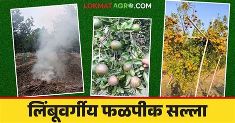 Winter Protection Of Citrus Fruit Management Read In Details