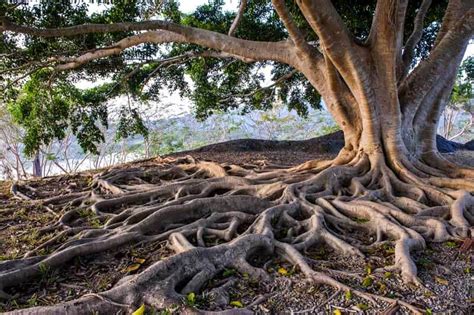 How Do You Find The Root Protection Area Of A Tree