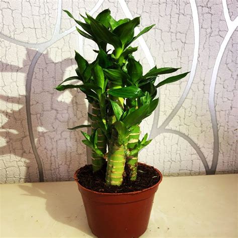 竹类花卉花卉花草花卉盆栽第3页大山谷图库