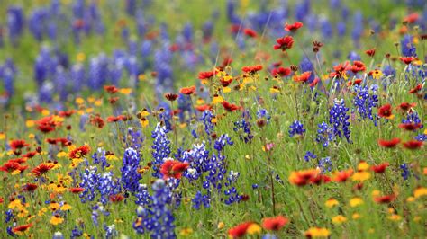 Spring Time Wildflower Season Garden Style San Antonio