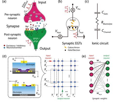 Figure 2 From Electrolyte Gated Transistors For Synaptic Electronics Neuromorphic Computing
