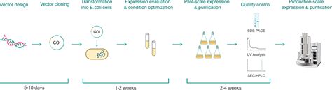 Bacterial Protein Expression Vectorbuilder