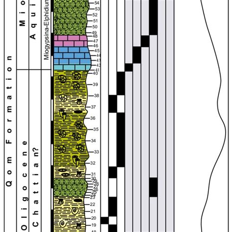 Distribution Patterns Of The Marl Types And Microfacies Along The Download Scientific Diagram