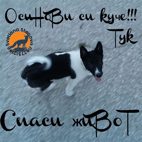 БЪЛГАРСКИТЕ БЕЗДОМНИ ЖИВОТНИ🇧🇬 Изрод мръсен Facebook