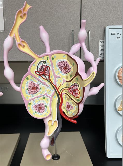 Biol 224 Lab 4 Lymphatic Node Structures Diagram Quizlet