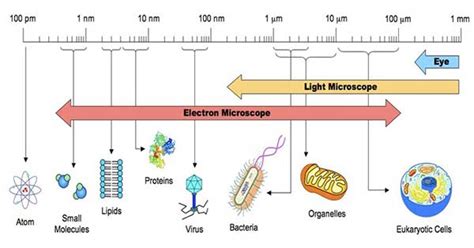 Bacteria Sizes