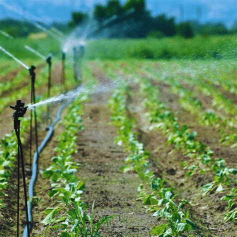 Potassium Nitrate In Drip Irrigation A Comprehensive Guide