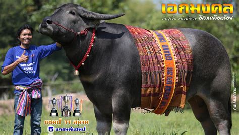 สวนฝร สวนฝรั่งกิมจู แป้นสีทอง มะนาวแป้นพิจิตร ครูบุญหมั่น