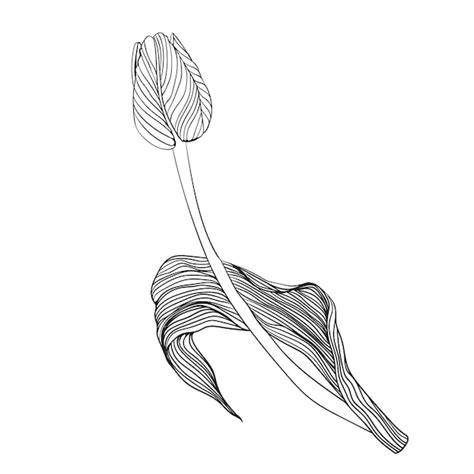 튤립 식물 벡터 일러스트 레이 션의 벡터 라인 드로잉 프리미엄 벡터