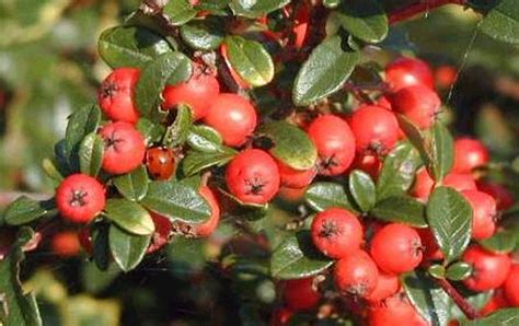 Cotoneaster Coral Beauty Arbustes Couvre Sol