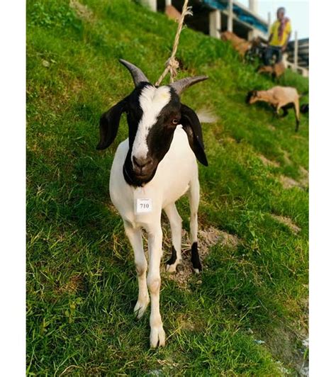 301 Moved Permanently