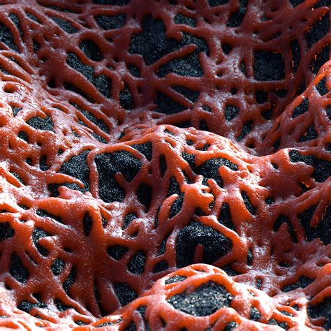 Micro Macro Series On Behance