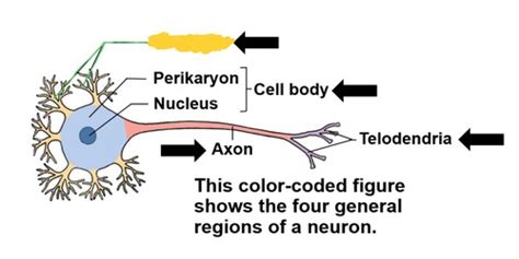 Spring 2023 Lab 4 Exam Flashcards Quizlet