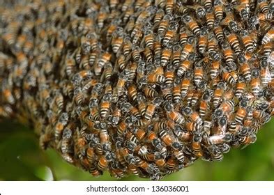 11 259 Nectar Bee Swarm Images Stock Photos Vectors Shutterstock