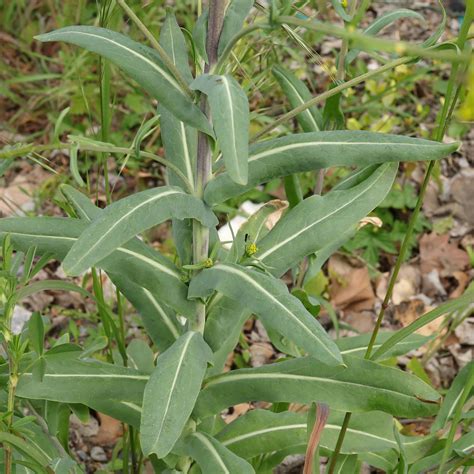 Isatis Tinctoria Woad