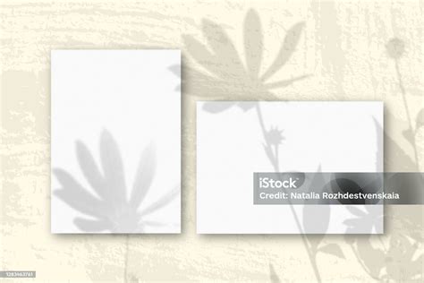 노란색 벽 배경에 흰색 질감 종이의 수평 및 수직 시트 식물 그림자의 오버레이와 모형 예루살렘 아티초크 꽃에서 자연 채광이