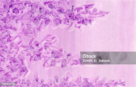 추상적인 수채화 수평 배경에는 반점 물보라 줄무늬 파도 엽서 벽지 초대장 인사말 명함의 그라디언트가 있습니다 하나미 벚꽃과 등나무 꽃 0명에 대한 스톡 벡터 아트 및 기타