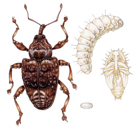 Weevil Life Cycle
