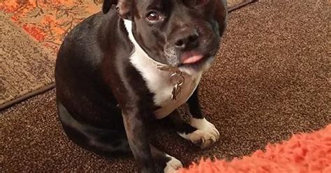 What You Looking At Hooman Imgur