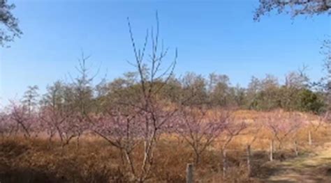 楚雄州大姚县新街镇现有1000亩林地出租云南省农业农村厅