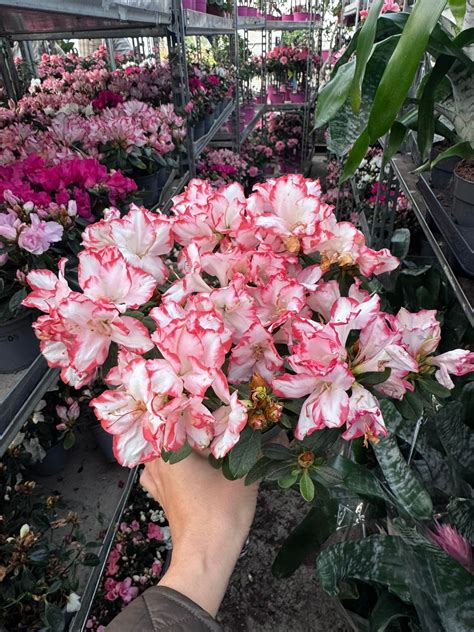 Florato აზალია 16ლ Facebook