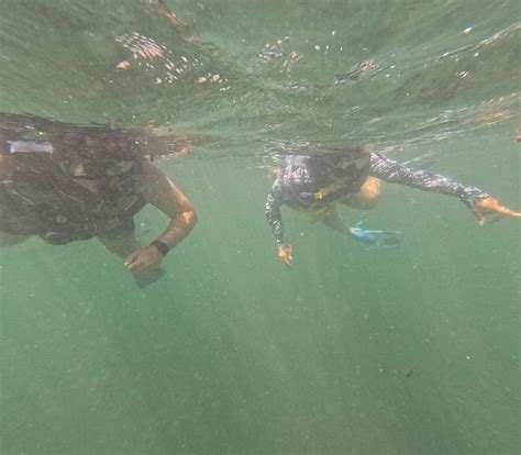 Snorkel With Sea Turtles 2025 Puerto Rico