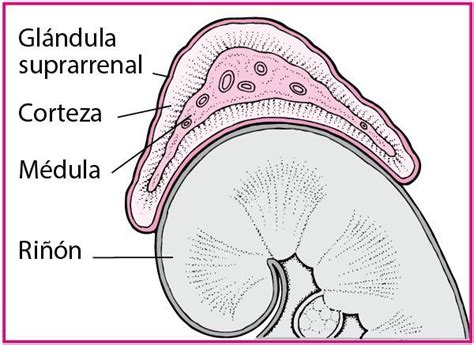 Corteza Suprarrenal Glandulas Suprarrenales Corteza Suprarrenal