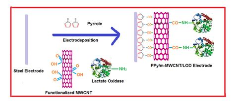 Schematic Diagram Of The Electrodeposition Of Ppy C Mwcnt Lod Lactate Download Scientific
