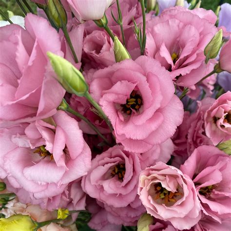 Lisianthus Catalog — Trademarks Flower Farm