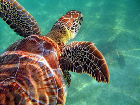 Beautiful Colors Sea Turtles Photography Sea Turtle Pictures