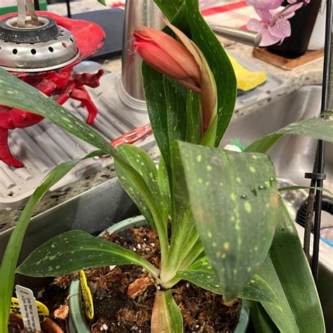 Rare Micro Mini Dendrobium Species Dendrobium Hekouense Etsy