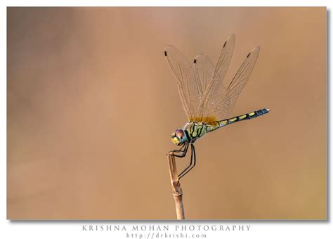 Long Legged Marsh Glider Krishna Mohan Photography