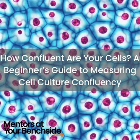 Mentors At Your Benchside How Confluent Are Your Cells A Beginners