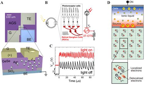 The Neuromorphic Computing For Biointegrated Electronics