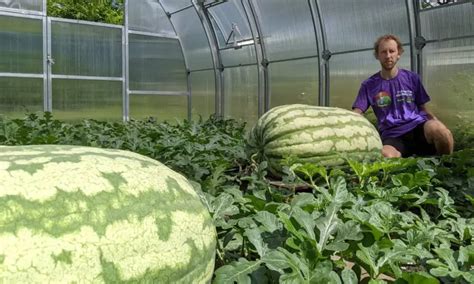 Как вырастить самый большой арбуз в мире Бесплатные лекции 12 октября — Аптекарский огород