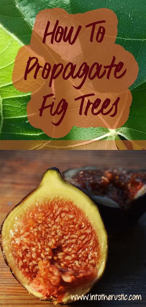 How To Propagate Fig Trees Easily Fig Fig Tree Fig Tree Plant