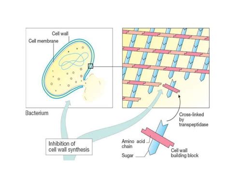 Antibacterials Cell Wall Synthesis Inhibitors Pptx