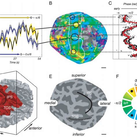 Pdf Topographic Organization For Delayed Saccades In Human Posterior Parietal Cortex