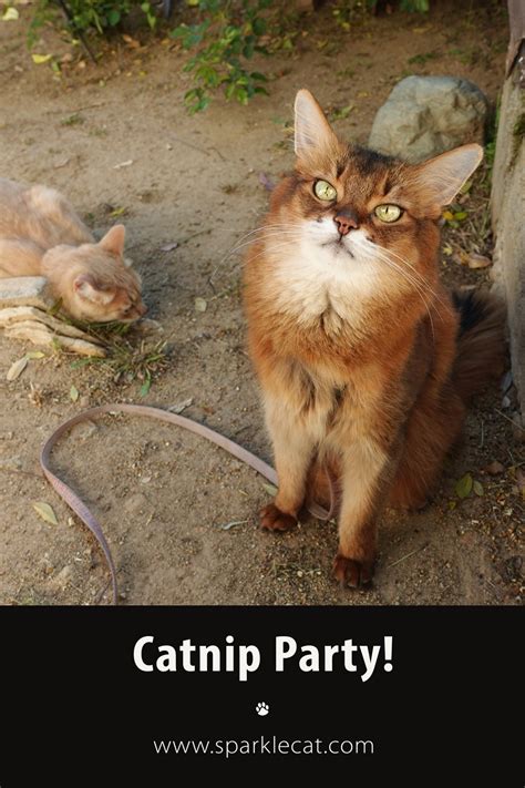 catnip party summer s fabulous cat life