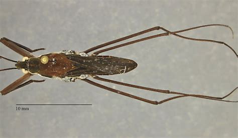 Gerridae Aquarius Bugguidenet
